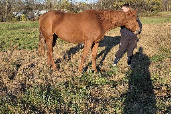 Sweet Big Mustang Filly