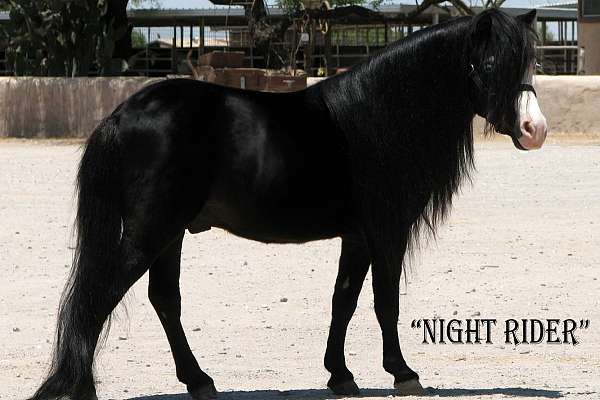 Night Rider Absolutely Stunning Reg'd Black 33" Mini Gelding