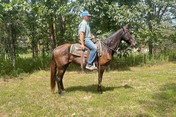 Gentle Walking Horse Mare Broke to Ride - Tilda