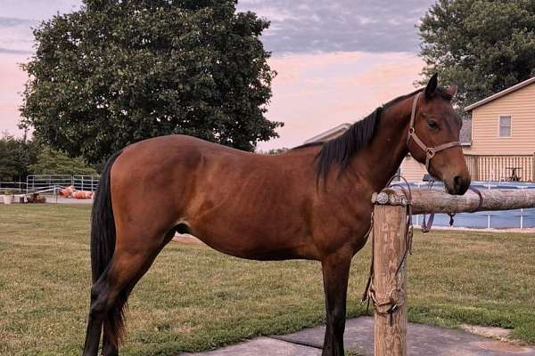 Apollo 2.5yr Gelding