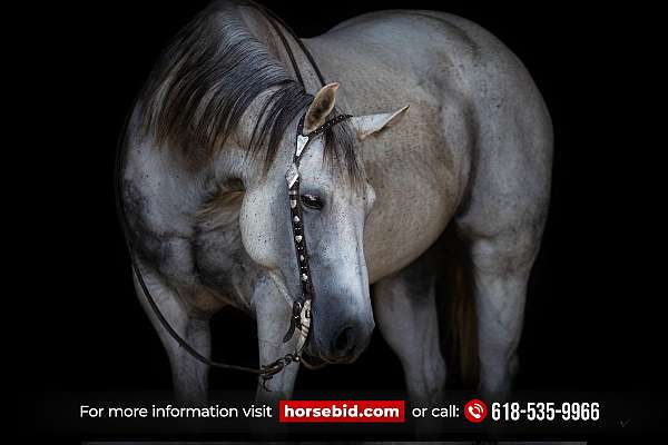 Vegas - Versatile, Seasoned, & Classy 8 Yr Old Gray AQHA Mare!