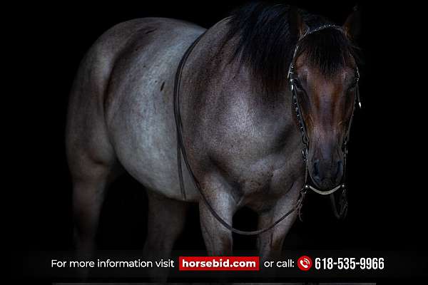 Cotton - Super Rope Horse Prospect 5 Yr Old Bay Roan AQHA Gelding!