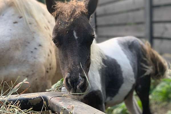 Blue Roan Pinto Filly