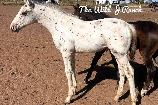 Bay Leopard APHC Colt
