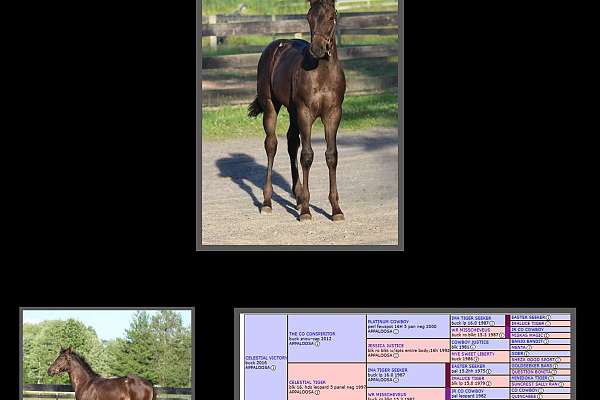 Registered Percheron Cross Filly