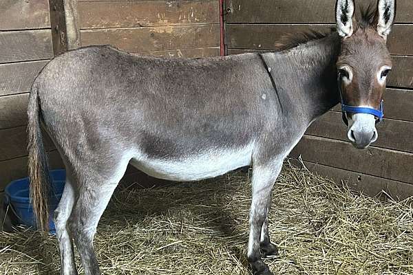 Miniature Donkey Jennet in Foal