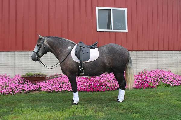 4 Year Old Draft Cross