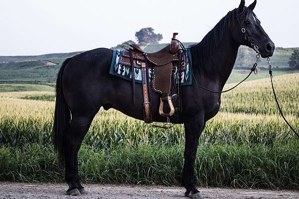 Phenomenal Trail Horse Deluxe 9 Yr Old Black Quarter Horse Gelding!