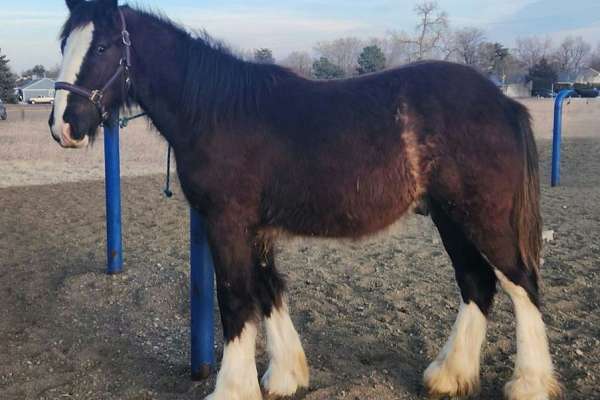 SHIRE Colt- Stallion Prospect