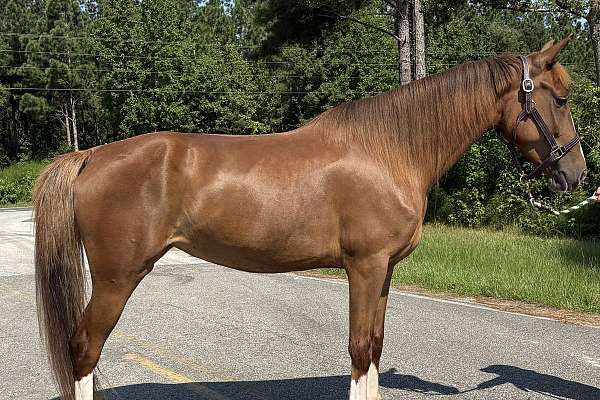Sorrel Dutch Cross