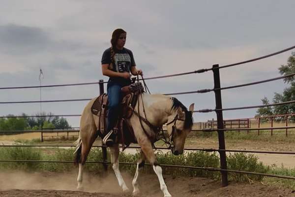Reining/ Cowhorse /All Around Prospect