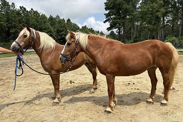 Team of Haflinger Mares