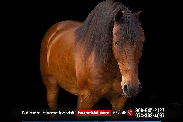Pony Soprano - Extremely Sweet & Kind 13 yo Bay Welsh X Friesian Gelding!