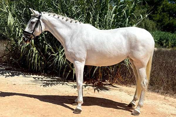 PRE Mare At Grand Prix Level for Sale.