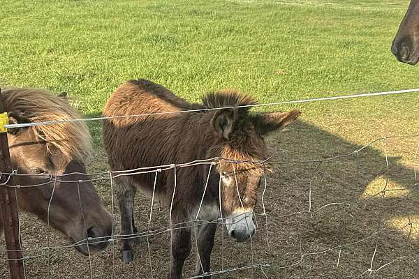 Jack Donkey