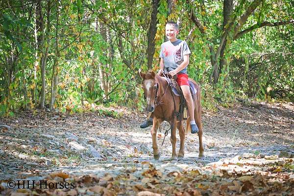 Super Gentle, Family Friendly Sorrel Quarter Pony Mare, Youth Ridden