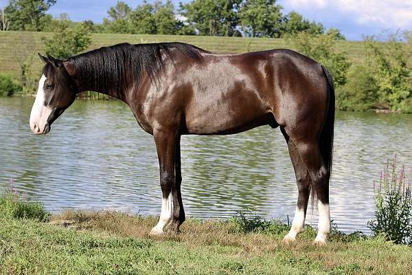 Kooter Available On Horsebid