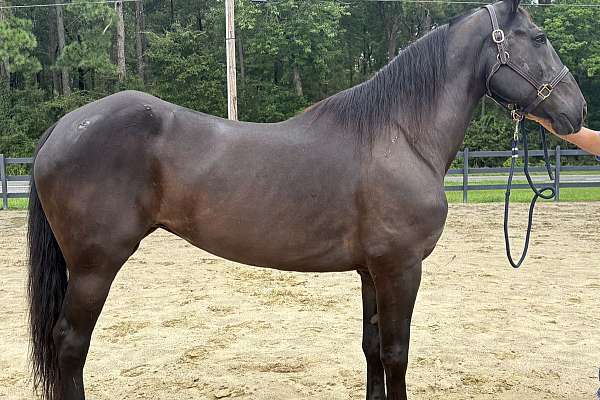 Black Percheron Cross