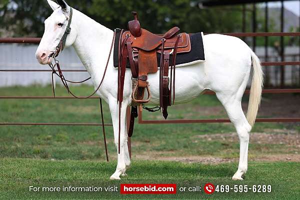 Marshmallow - the Ultimate Bombproof 15 Yr Old Paint Molly Mule!