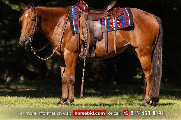 Cutter - Truly One of a Kind 5 Yr Old Bay Welsh Cross Gelding!