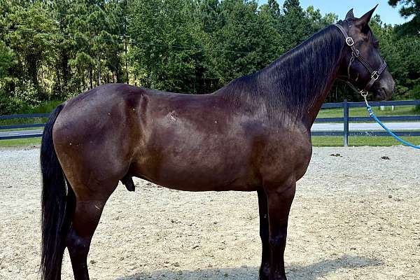 Black Percheron Cross
