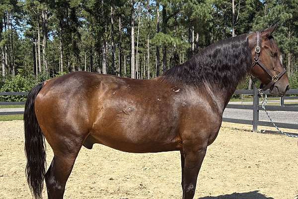 Bay Friesian Morgan
