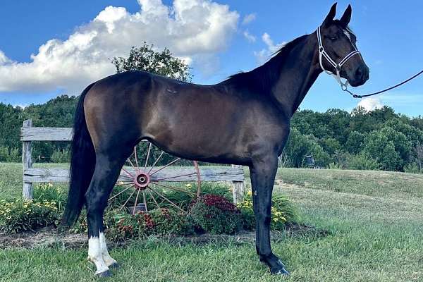 Miss Ann - Standardbred X Saddlebred Mare