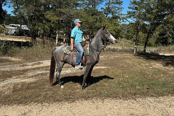 Bay Roan Fox Trotter Gelding Broke to Ride - Bobby