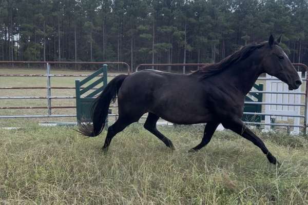Hayley, Appendix Mare