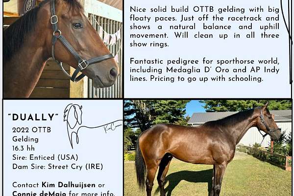 Well Bred 16.3hh OTTB