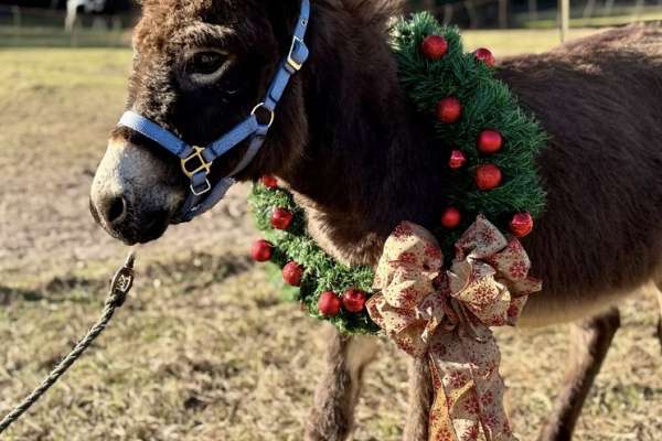 Chocolate Standard Donkey