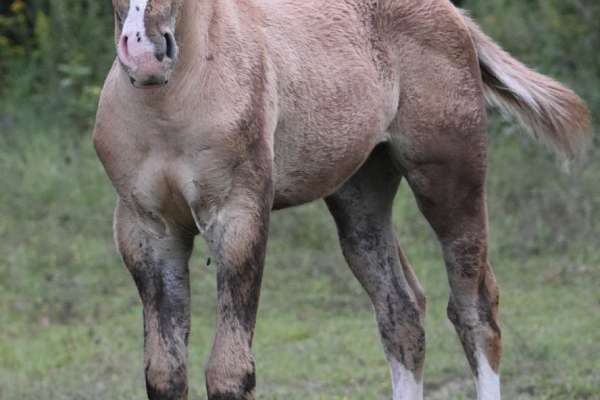 Flashy Red Dun Filly Four White Socks AQHA Shinning Spark Paddy and More