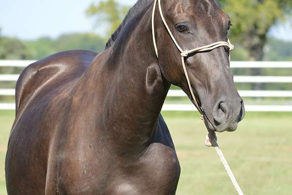 Beautiful ANCCE Mare Infoal Carries Cream and Red