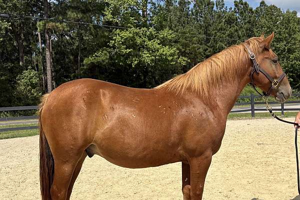 Haflinger QH Cross