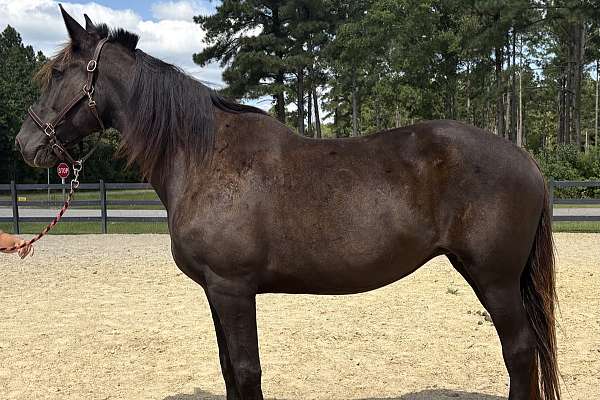 Black Percheron Cross