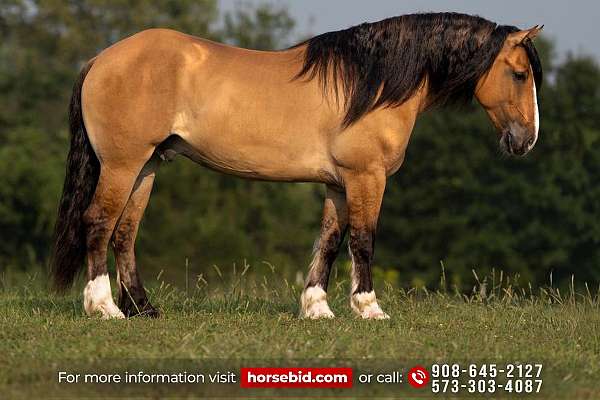 Simba - a True All-in-One 8 Yr Old Dun Gypsy Cross Gelding!