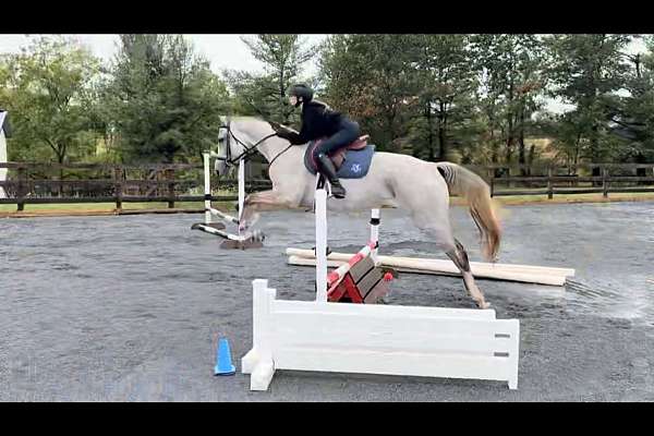 Beautiful Grey OTTB