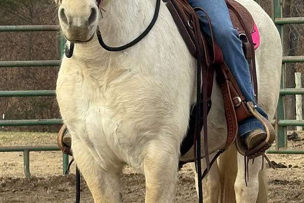 Rare Yellow Dun Stallion