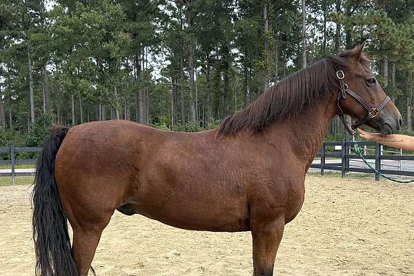 Bay Morgan Gelding