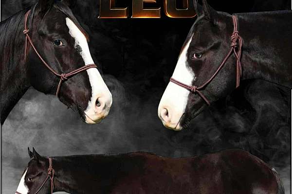 Gunner,Quarter, Horse, Stud,Colt,Stallion,Black,Splash