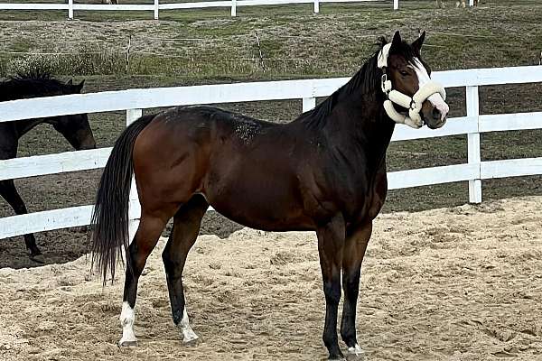 OTTB Turned Hunter/Jumper