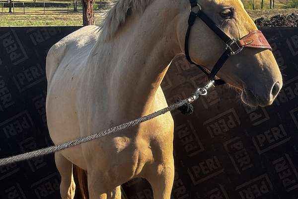 Rare Isabella (Double Pearl) PRE Mare Dorada