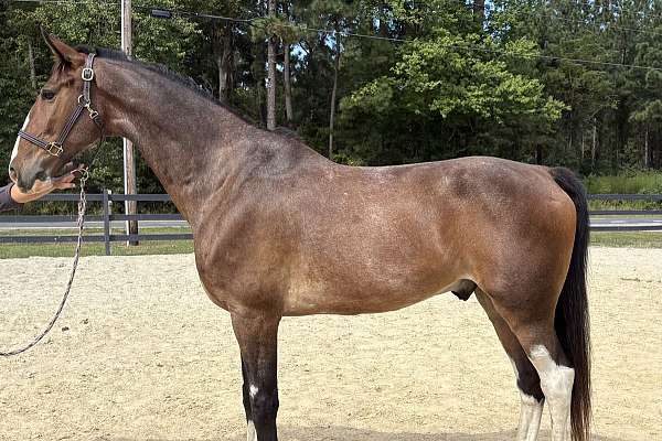Fancy Dutch Gelding
