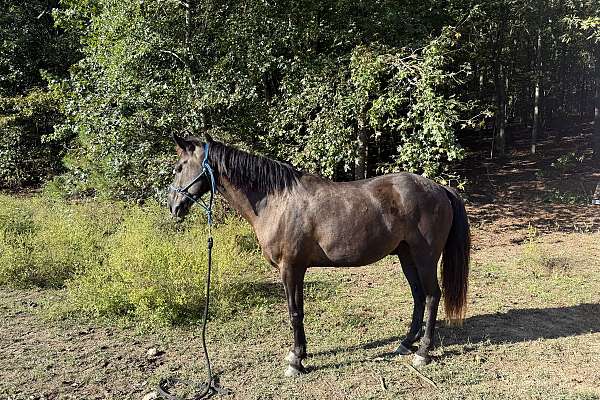 7 Yr Old QH Gelding