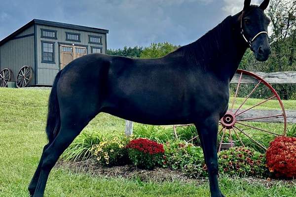 Pony Mare