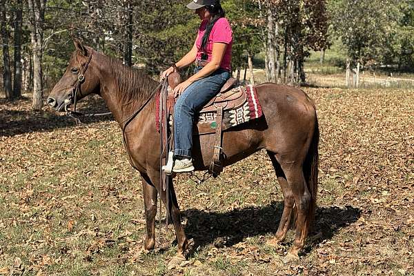 Smooth Fox Trotter Mare Gentle Broke to Ride - Patsy
