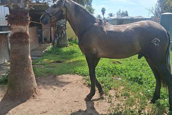 Consentido Rm PRE Annce Colt