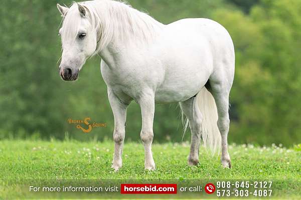 Pillsbury - Absolutely Adorable 7 Yr Old Grey Welsh X Quarter Pony Gelding!