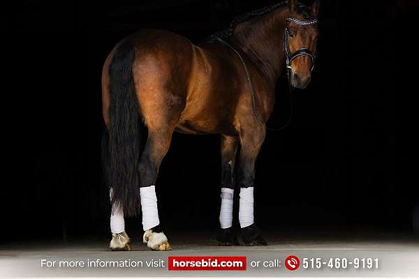 Kobe - Drop Dead Gorgeous 5 Yr Old Bay Friesian Sport Horse Gelding!