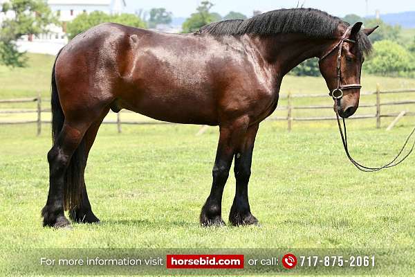 Donny D - Sweet, Sensible & Safe 4 Yr Old Bay Perch/Friesian Cross Gelding!